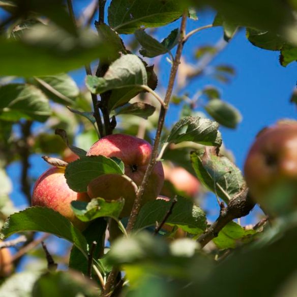 Hard Pressed – making real cider, the old fashioned way | Country ...