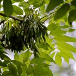 The Key, The Secret? – spicy pickled ash keys | Country Skills for ...