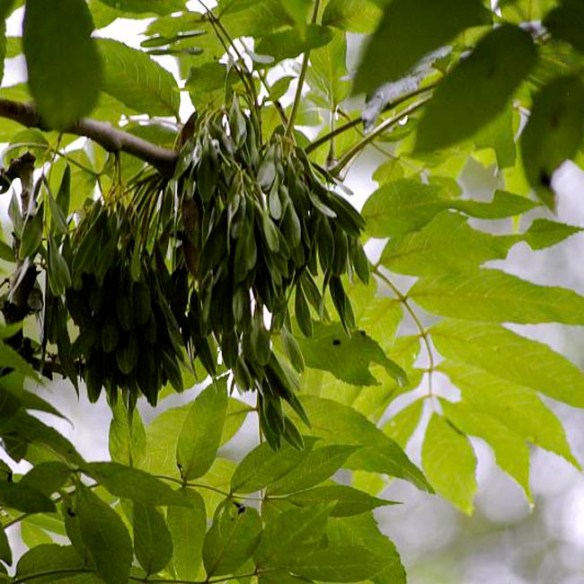 The Key, The Secret? – spicy pickled ash keys | Country Skills for ...