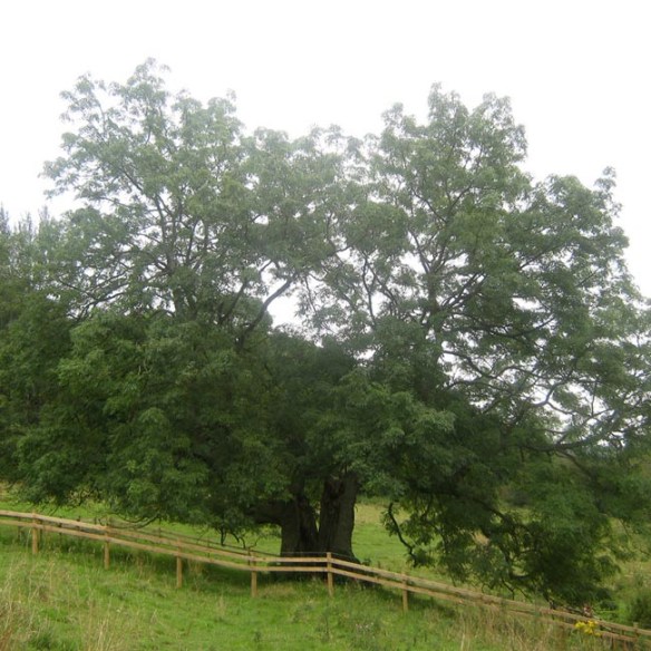 The Key, The Secret? – spicy pickled ash keys | Country Skills for ...