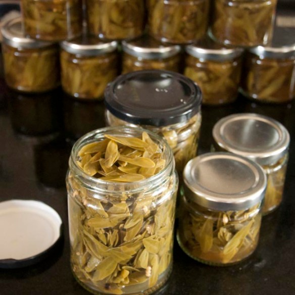 The Key, The Secret? – spicy pickled ash keys | Country Skills for ...