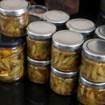The Key, The Secret? – spicy pickled ash keys | Country Skills for ...