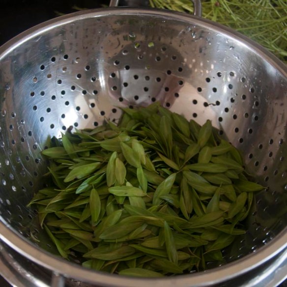 The Key, The Secret? – spicy pickled ash keys | Country Skills for ...