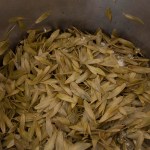 The Key, The Secret? – spicy pickled ash keys | Country Skills for ...