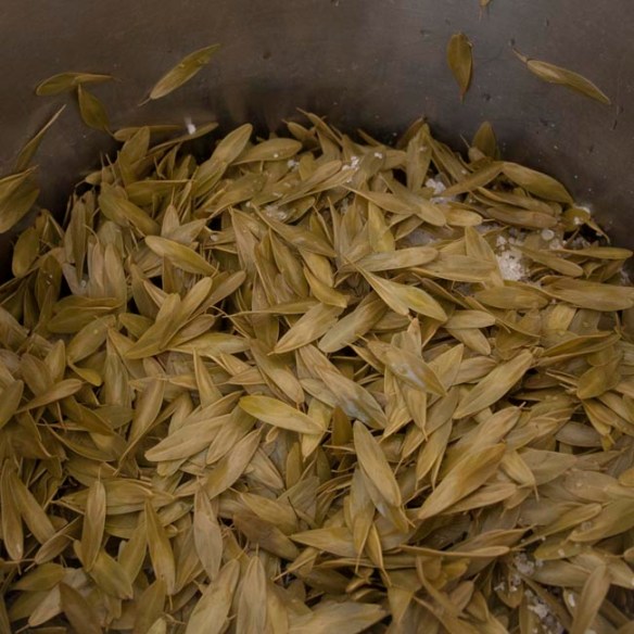 The Key, The Secret? – spicy pickled ash keys | Country Skills for ...