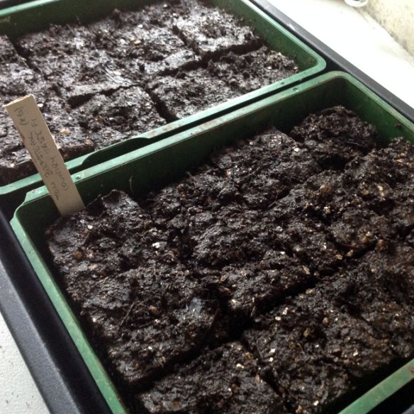 Blocking Up – experimenting with peat-free soil blocks | Country Skills ...