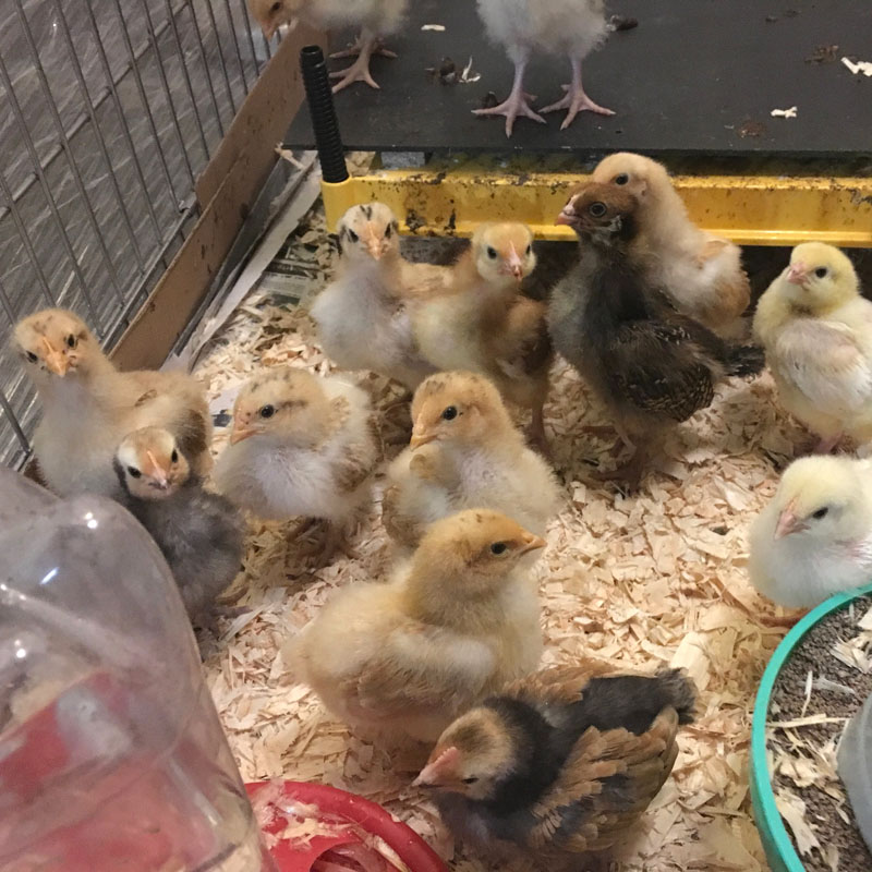 A Basket of Adorables – the chicks have hatched! | Country Skills for ...